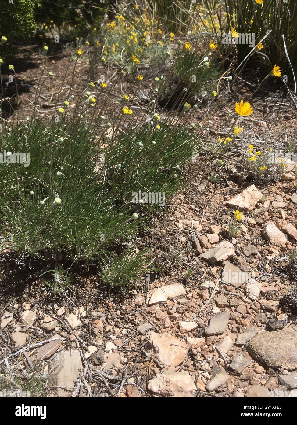 Stemmy Four-nerved Daisy (Tetraneuris scaposa) Plantae Stock Photo - Alamy