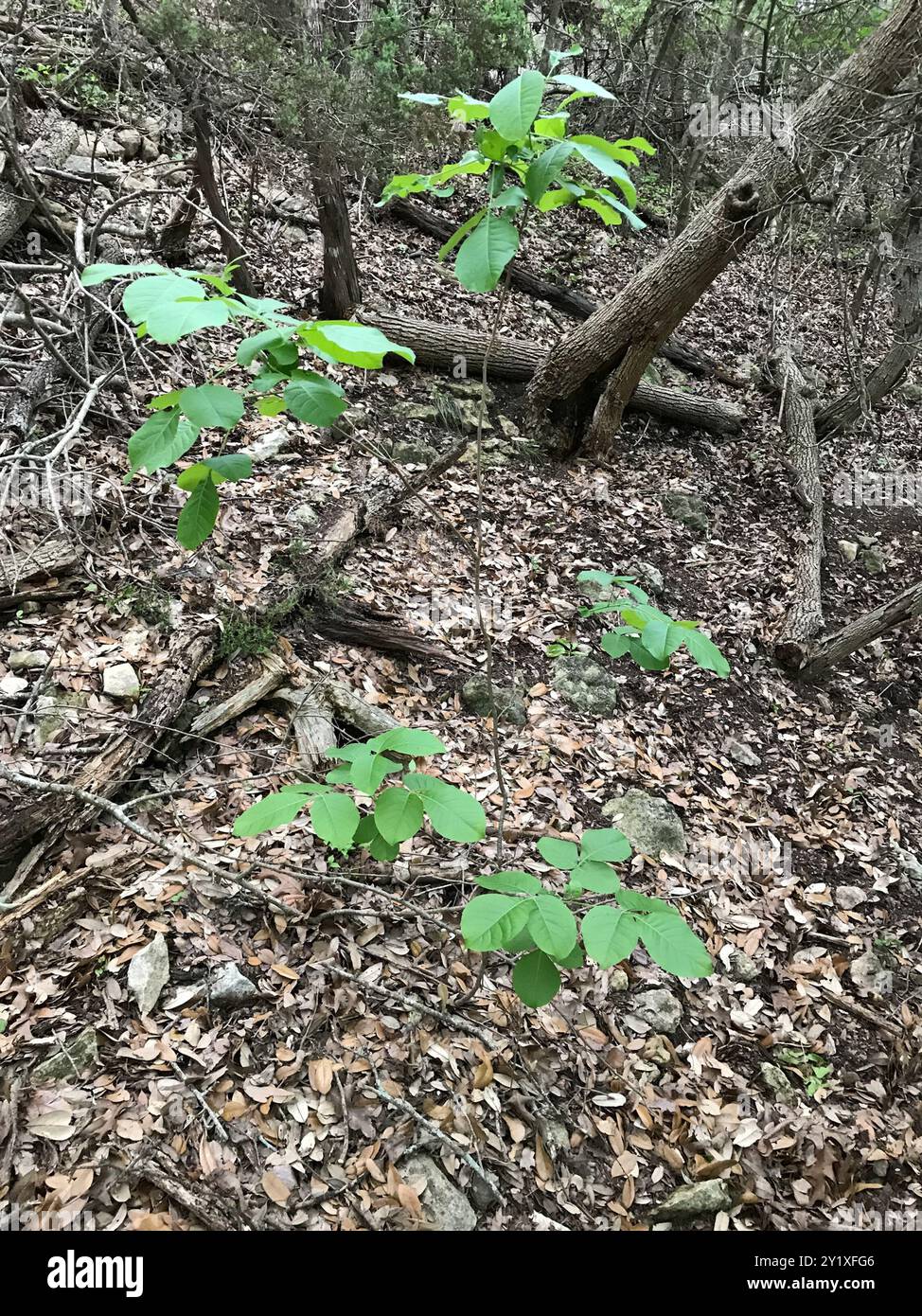 common hoptree (Ptelea trifoliata) Plantae Stock Photo - Alamy