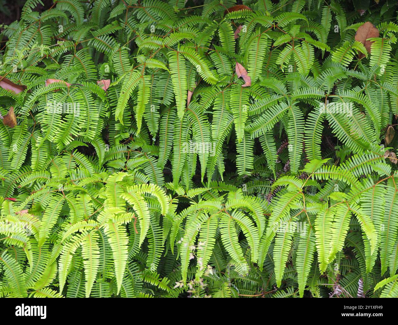 false staghorn fern (Dicranopteris linearis) Plantae Stock Photo - Alamy