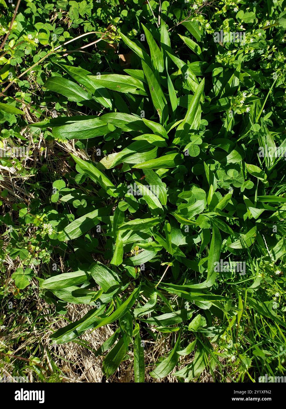 plants (Plantae) Plantae Stock Photo - Alamy