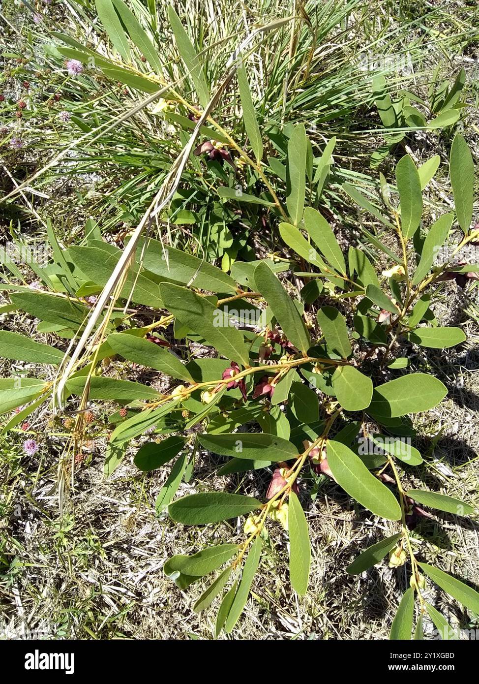 Gopher-berry (Asimina pygmea) Plantae Stock Photo - Alamy