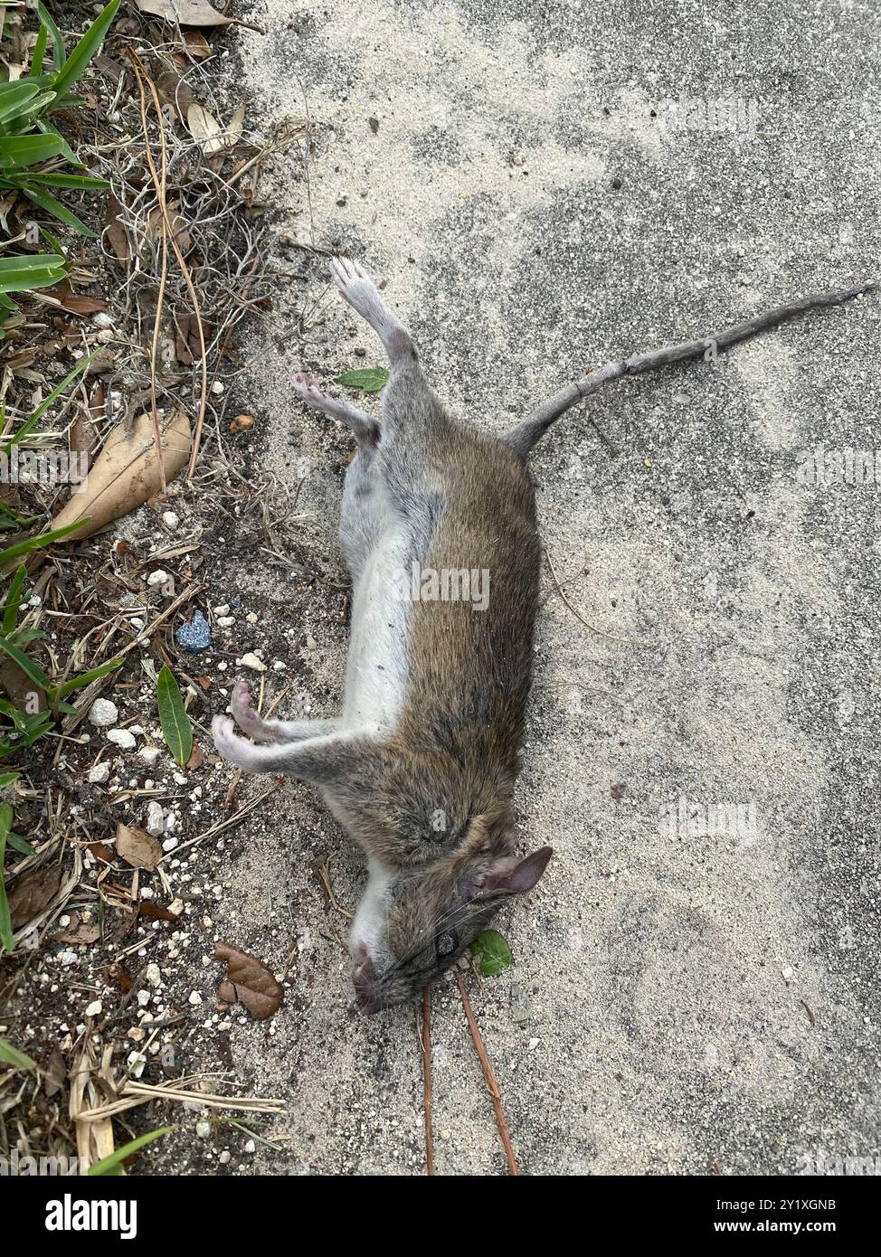 Mice, Rats, and Hamsters (Myomorpha) Mammalia Stock Photo - Alamy