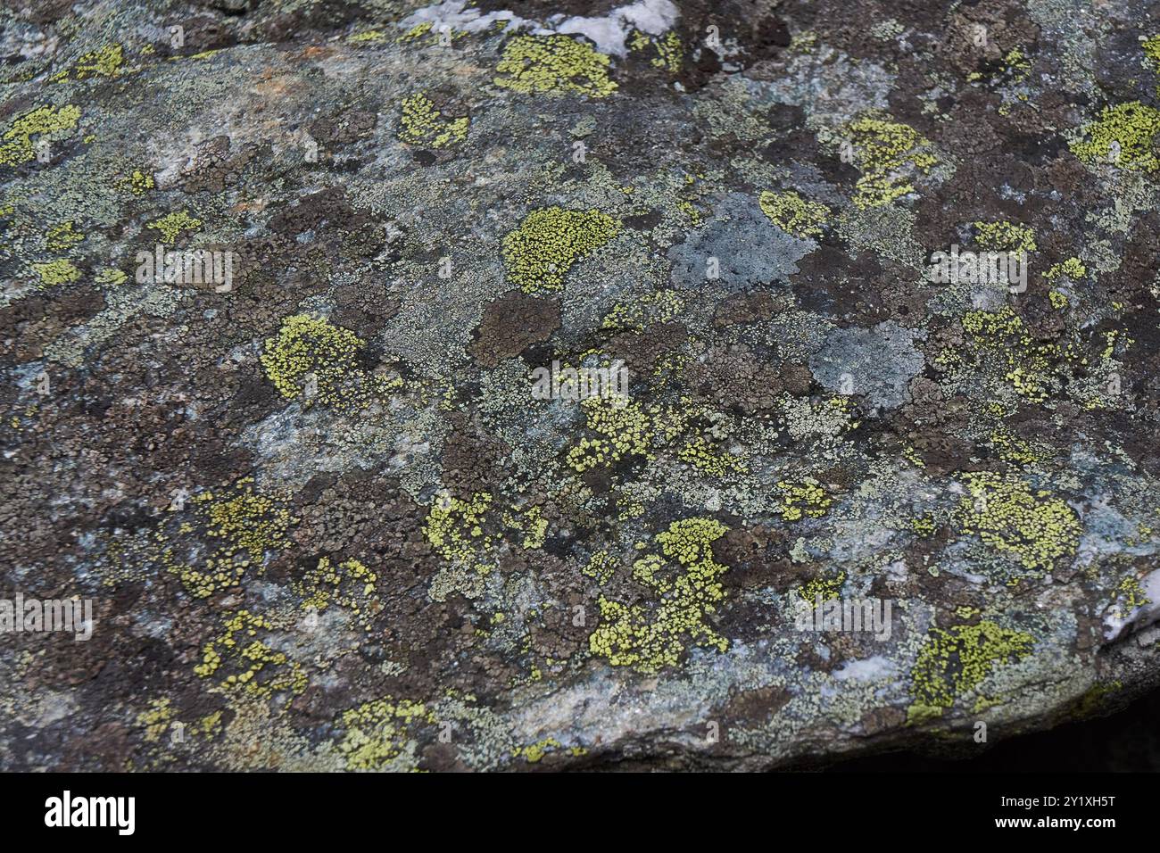yellow map lichen (Rhizocarpon geographicum) Fungi Stock Photo - Alamy