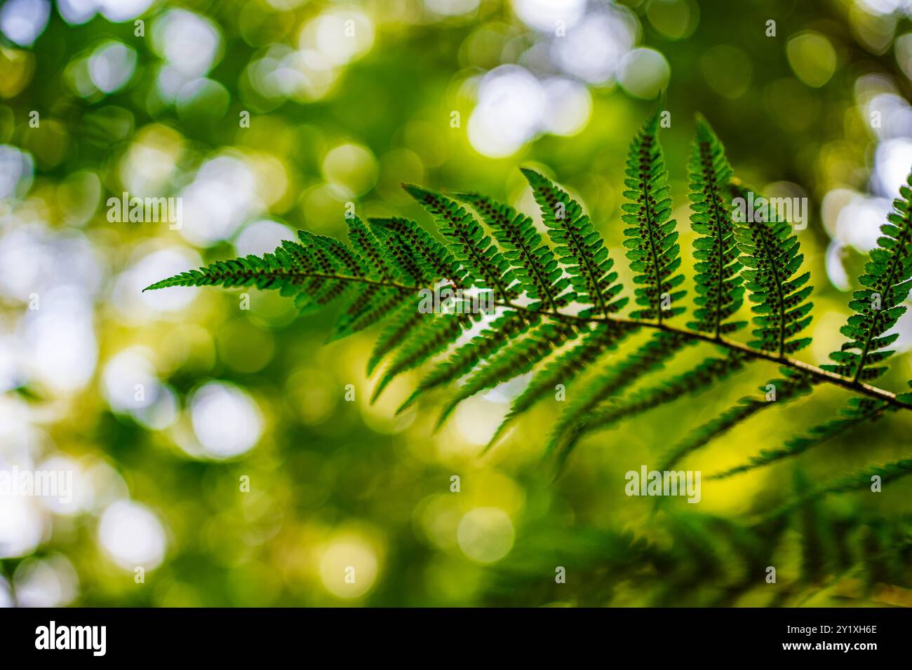 A close-up macro shot of ferns from below, revealing a forest ...