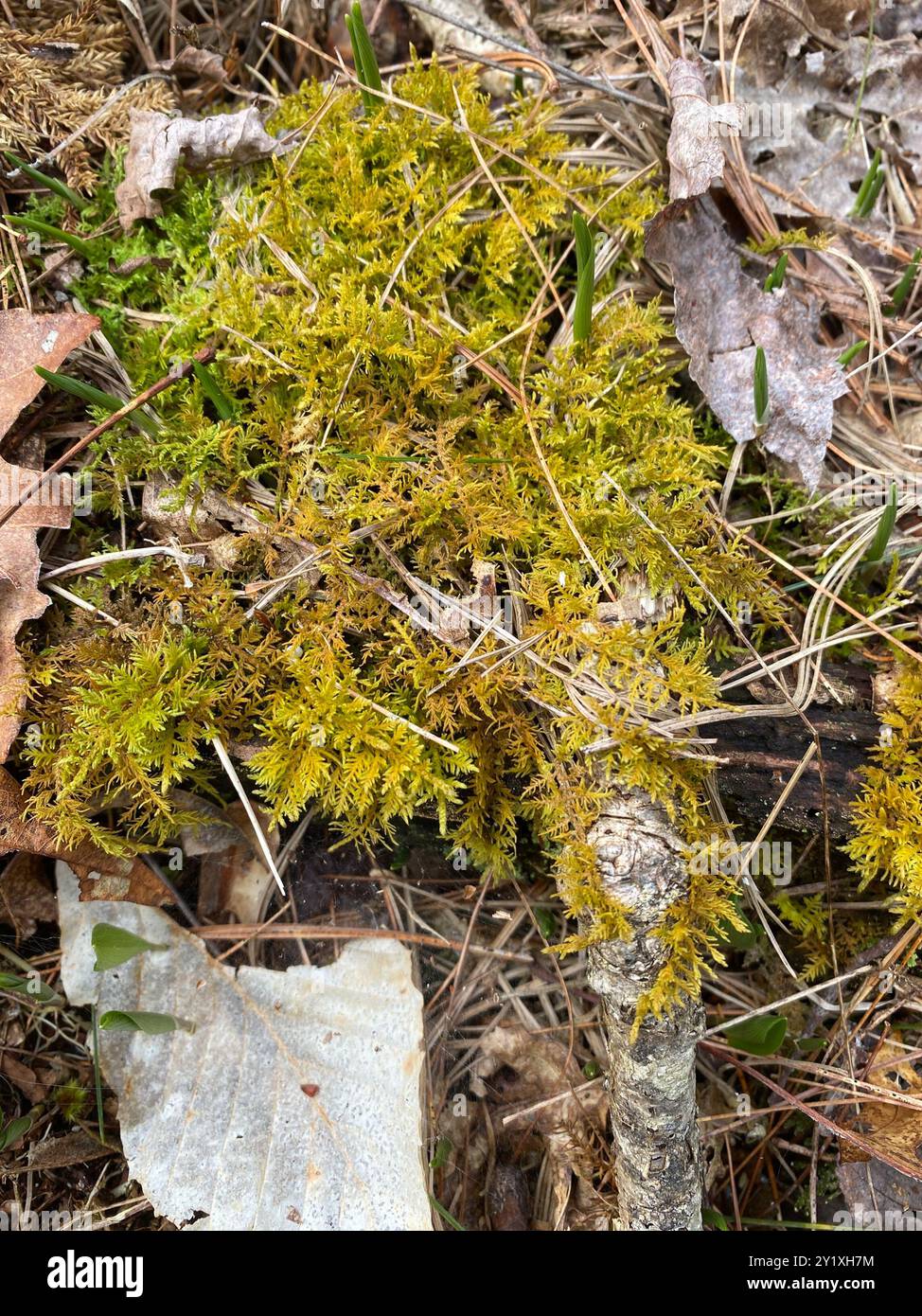delicate fern moss (Thuidium delicatulum) Plantae Stock Photo - Alamy