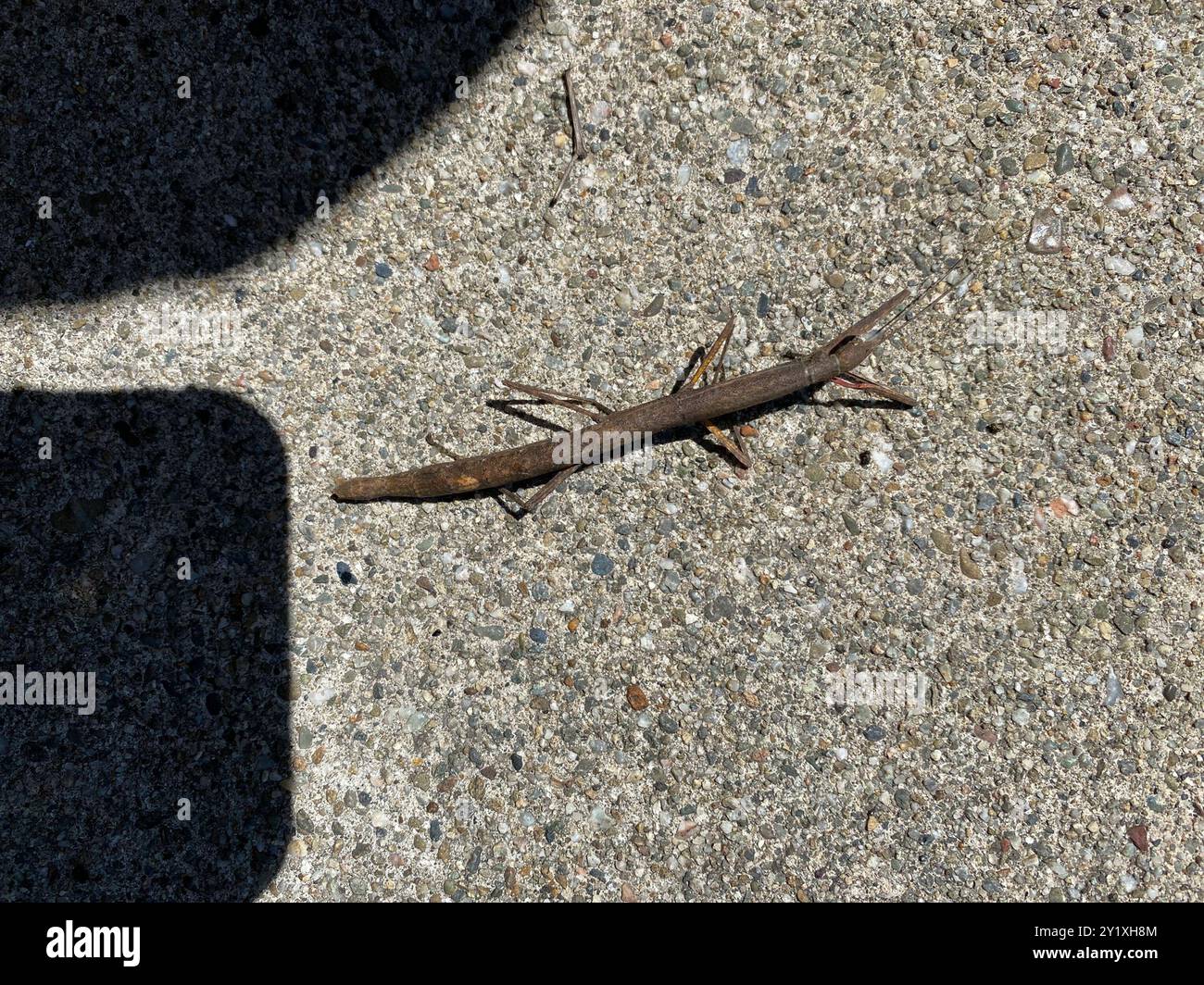 Indian Walking Stick (Carausius morosus) Insecta Stock Photo - Alamy