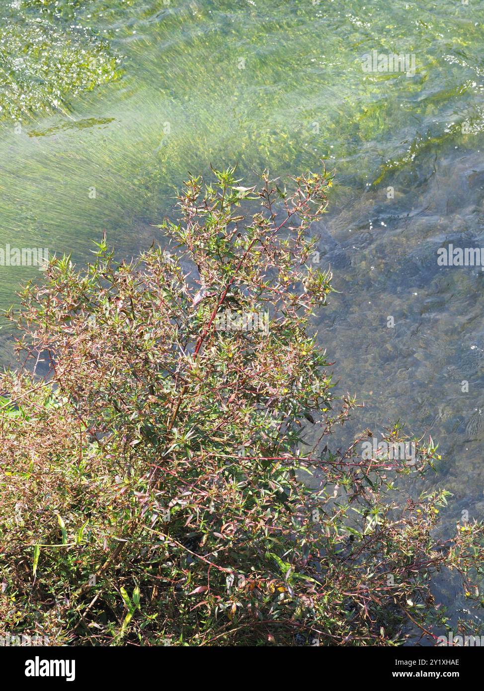Seedbox (Ludwigia hyssopifolia) Plantae Stock Photo - Alamy