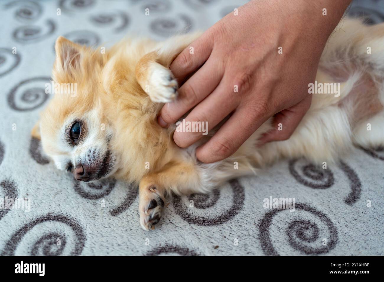 A cute Chihuahua lies on its back, enjoying a belly rub. The dog looks ...