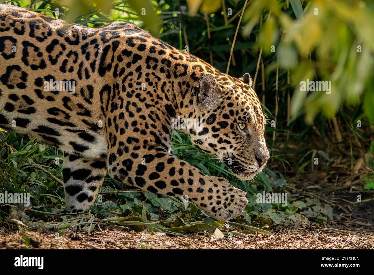 Black jaguar south america hi-res stock photography and images - Alamy