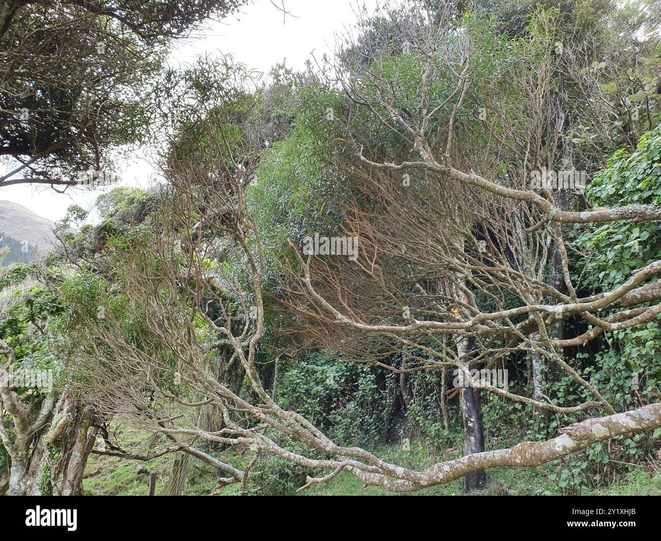 Narrow leaved maire (Nestegis montana) Plantae Stock Photo - Alamy