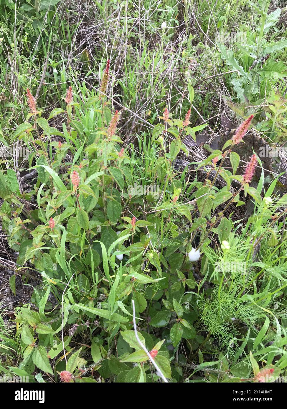 shrubby copperleaf (Acalypha phleoides) Plantae Stock Photo - Alamy