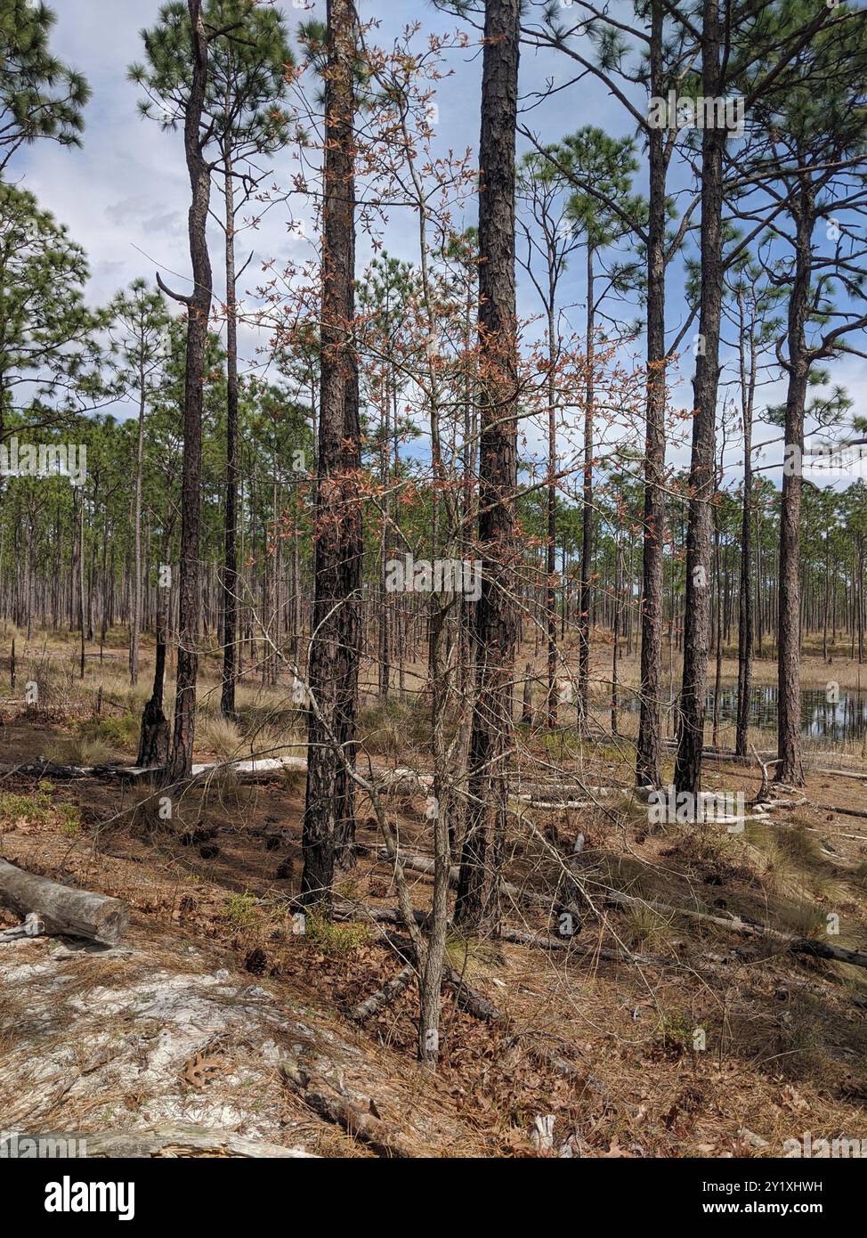 bluejack oak (Quercus incana) Plantae Stock Photo - Alamy