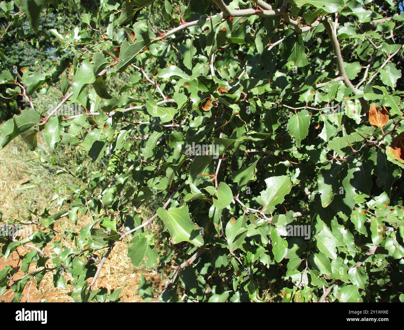 buffalo-thorn (Ziziphus mucronata) Plantae Stock Photo - Alamy