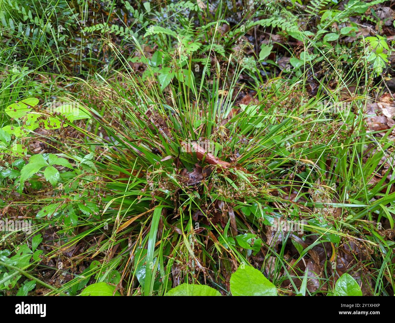hairy woodrush (Luzula acuminata) Plantae Stock Photo - Alamy