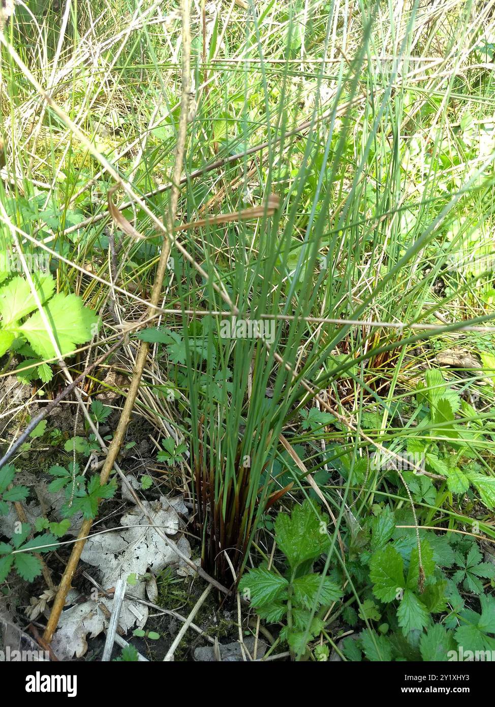 Hard Rush (Juncus inflexus) Plantae Stock Photo - Alamy