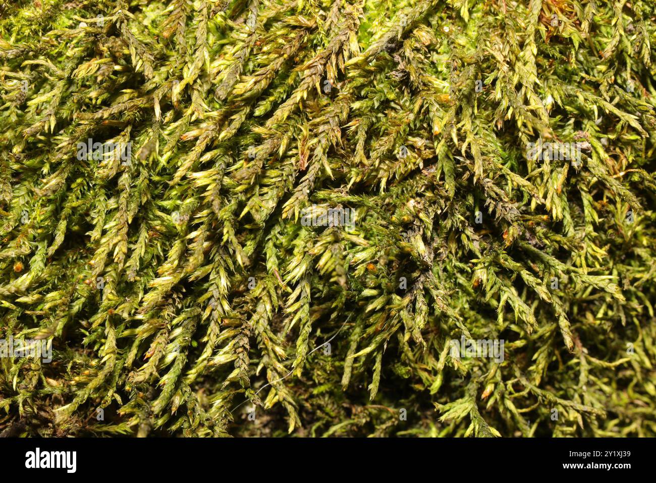 Lateral Cryphaea (Cryphaea heteromalla) Plantae Stock Photo - Alamy