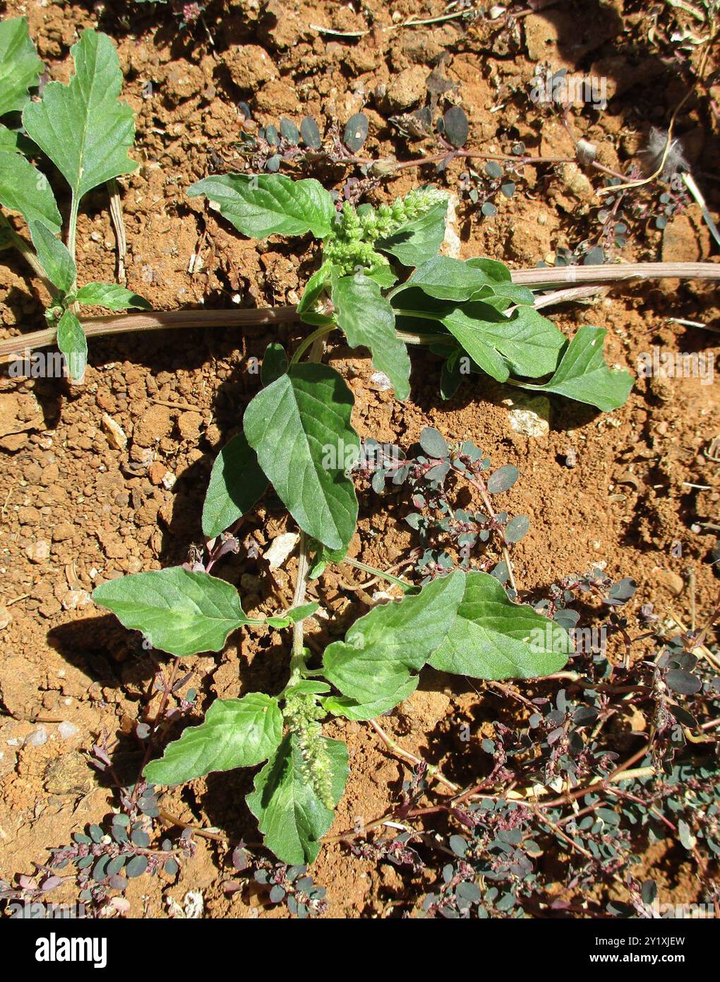 Amaranthus deflexus hi-res stock photography and images - Alamy