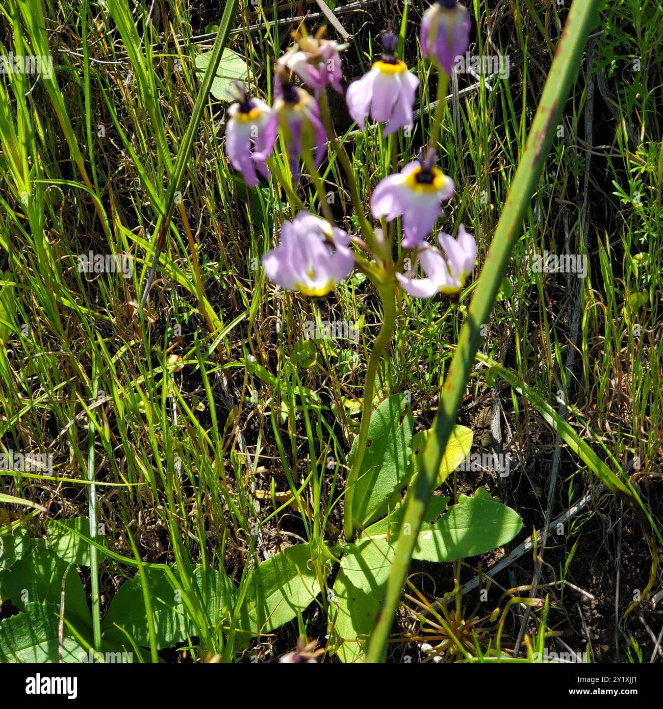 Padre's Shooting Star (Primula clevelandii) Plantae Stock Photo - Alamy