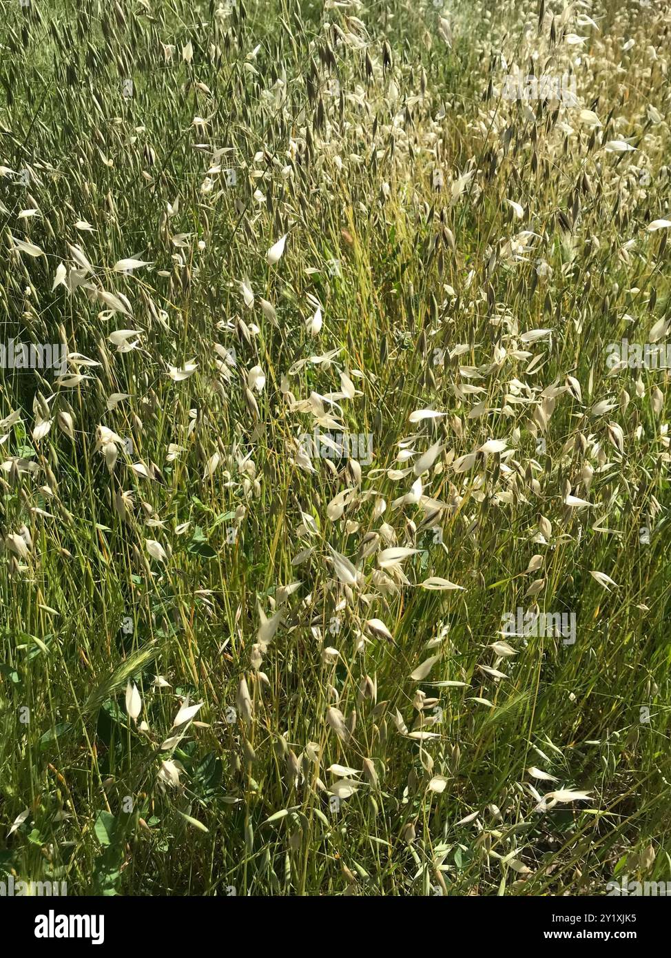 Common Oat (Avena sativa) Plantae Stock Photo - Alamy