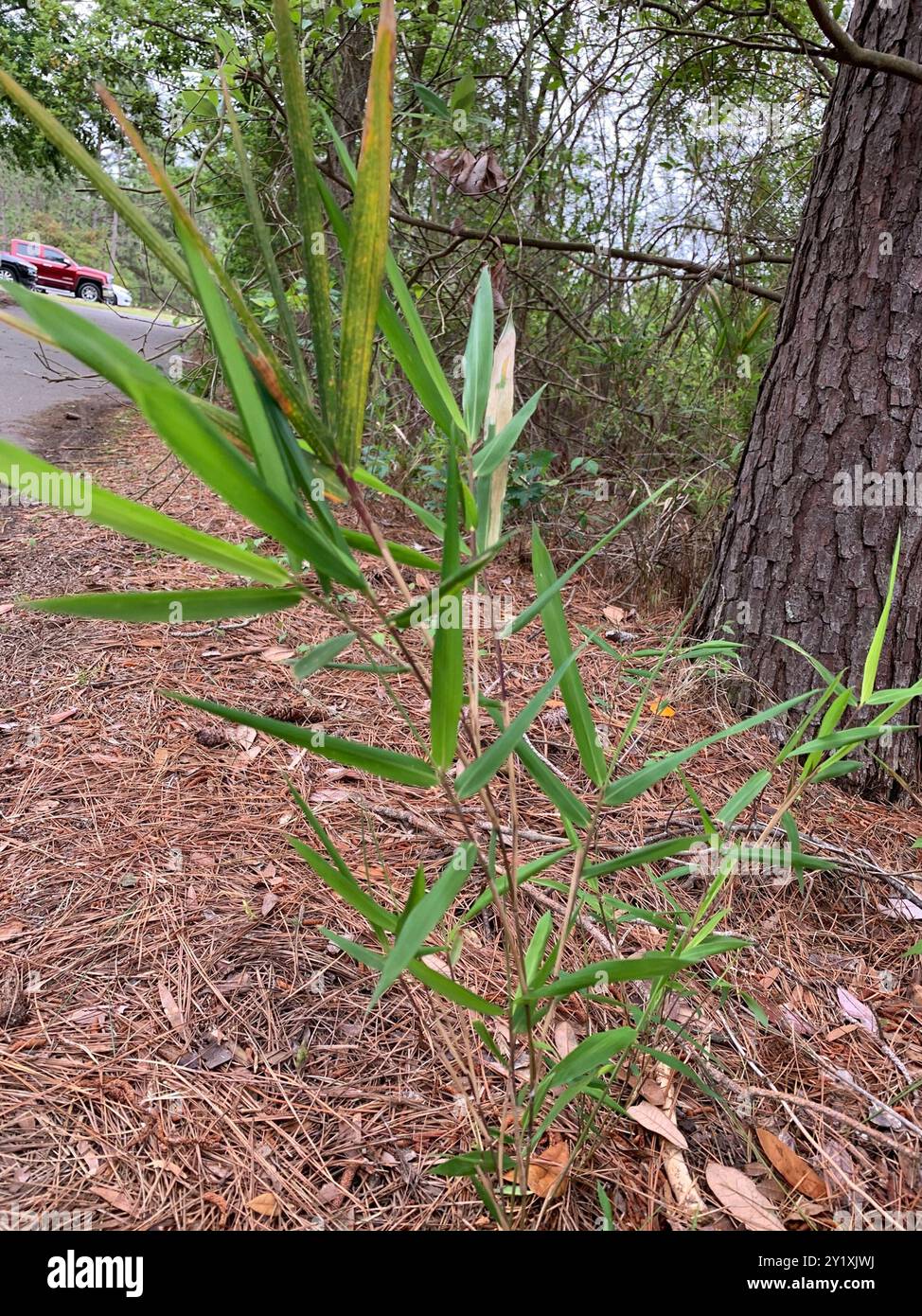 fishpole bamboo (Phyllostachys aurea) Plantae Stock Photo - Alamy