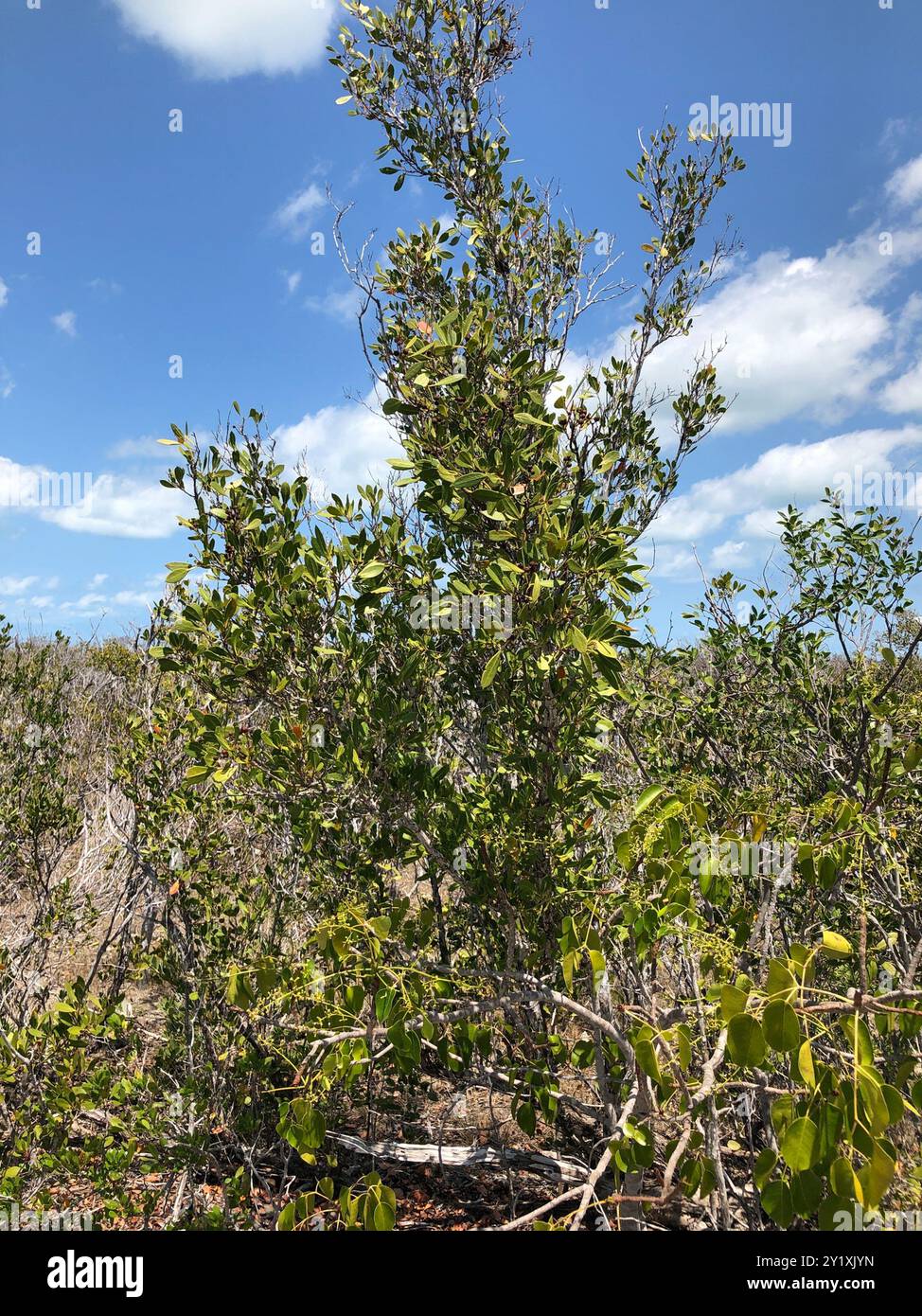 Green Buttonwood (Conocarpus erectus) Plantae Stock Photo - Alamy