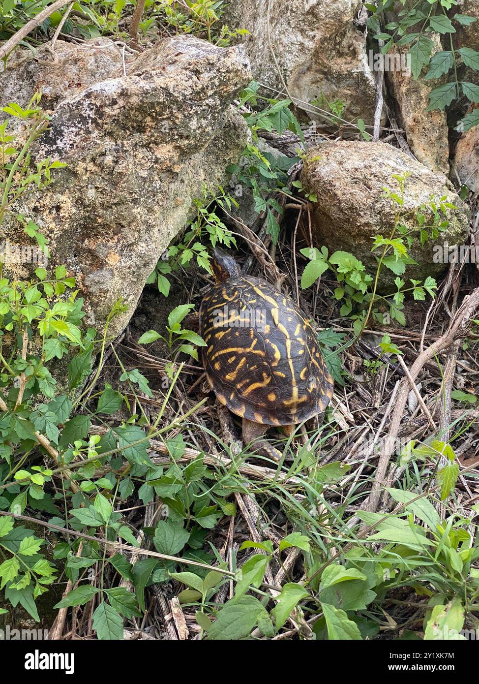 Florida box turtle terrapene carolina bauri hi-res stock photography ...