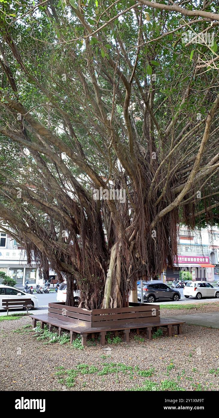 Chinese banyan (Ficus microcarpa) Plantae Stock Photo - Alamy