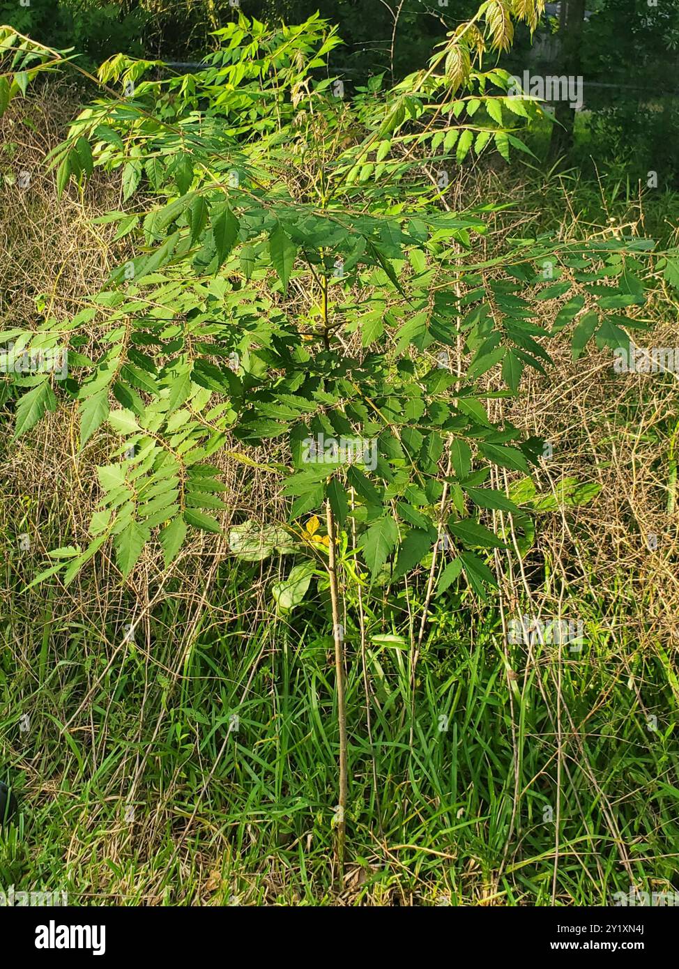 plants (Plantae) Plantae Stock Photo - Alamy