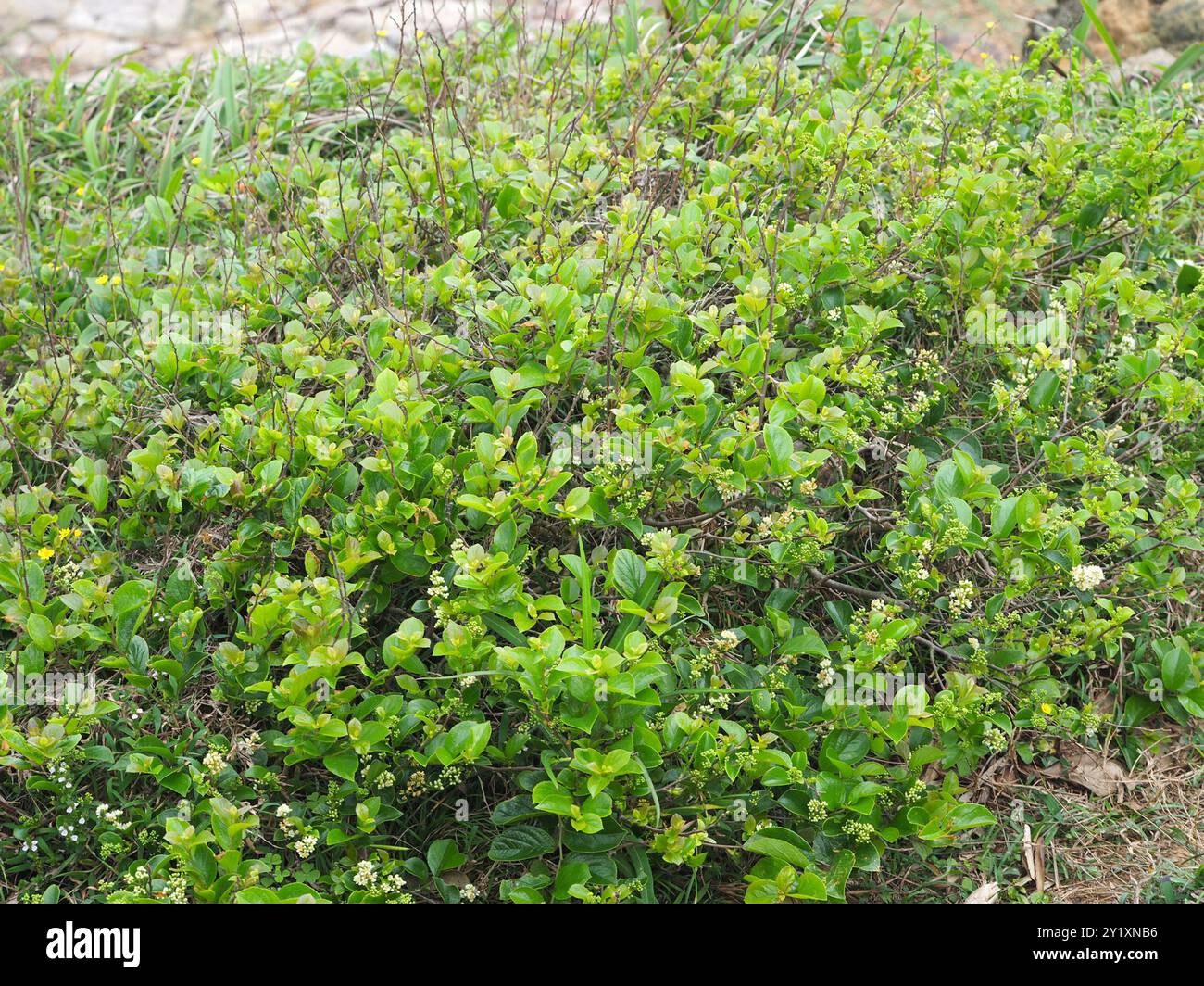 sapphire-berry (Symplocos paniculata) Plantae Stock Photo - Alamy