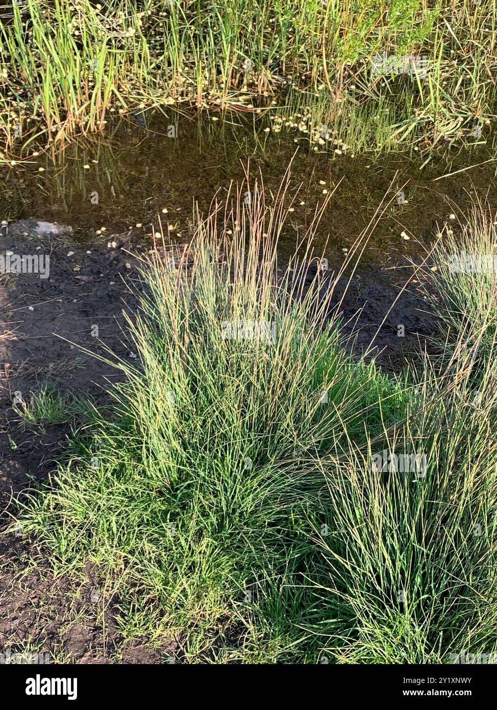 Hard Rush (Juncus inflexus) Plantae Stock Photo - Alamy