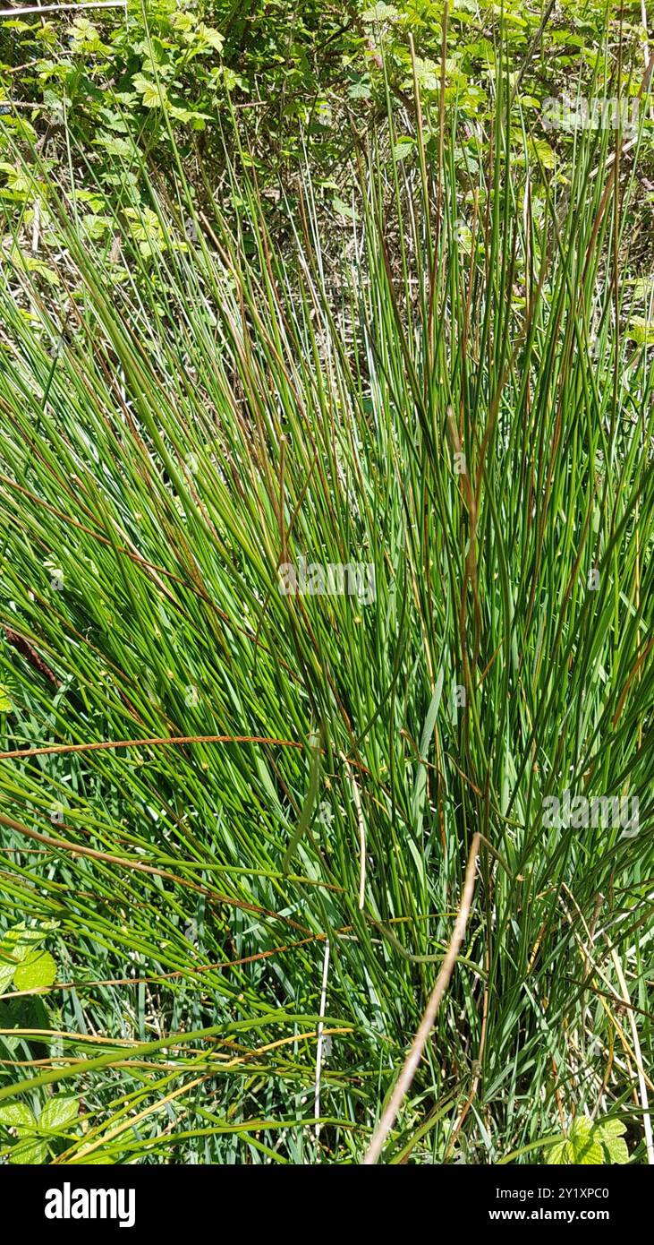 grasses, sedges, cattails, and allies (Poales) Plantae Stock Photo - Alamy