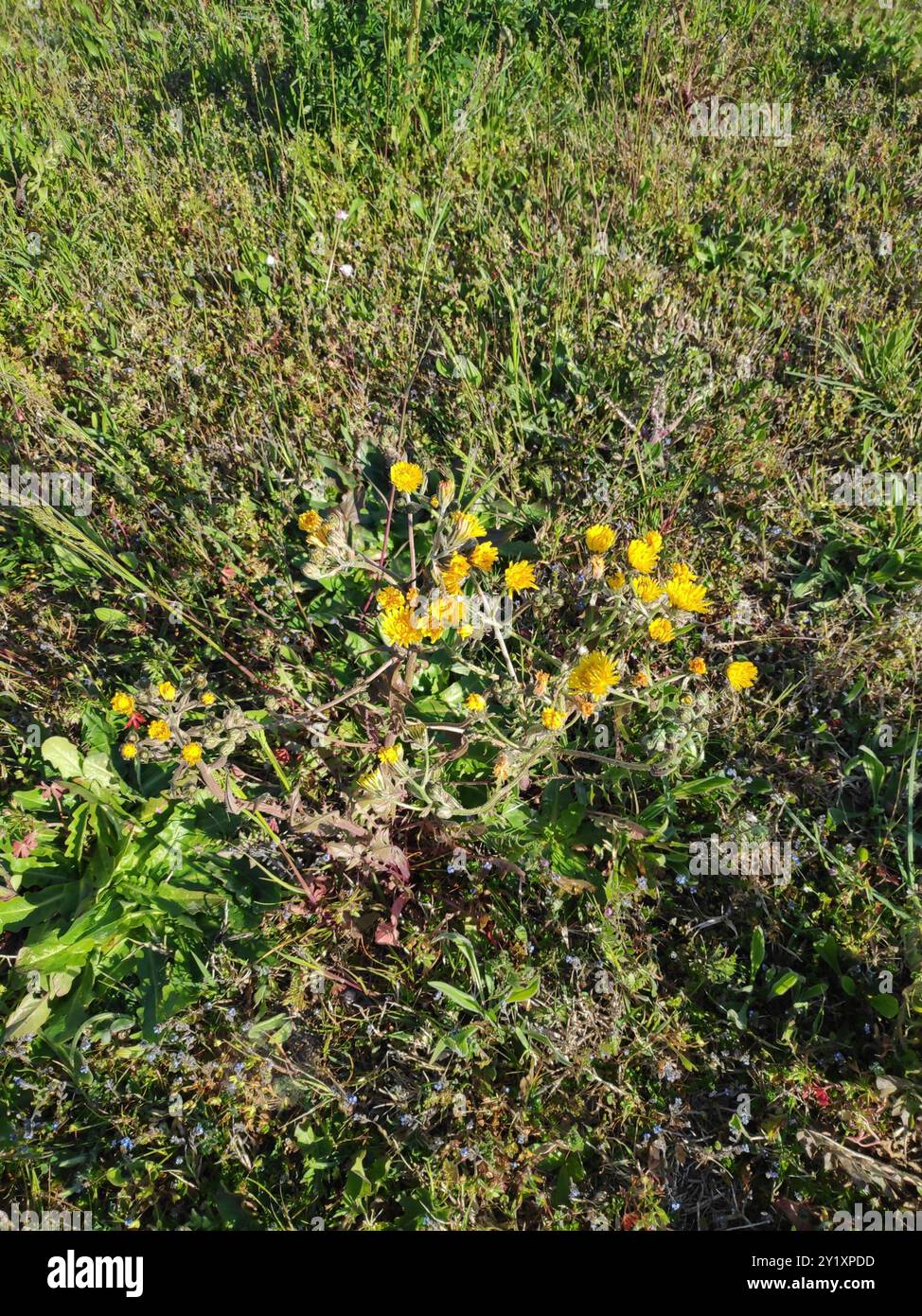 Beaked Hawksbeard (Crepis vesicaria) Plantae Stock Photo - Alamy