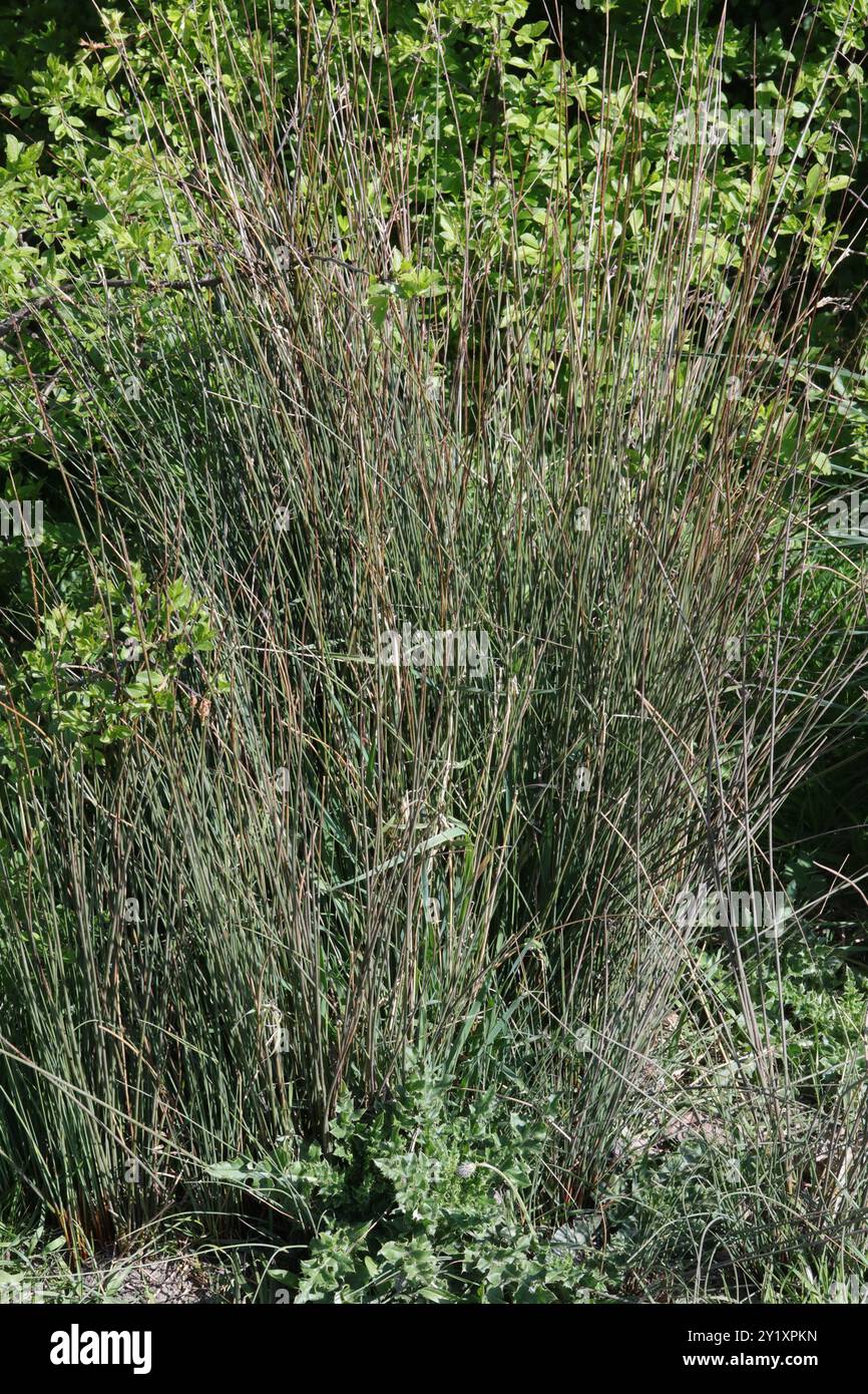 Hard Rush (Juncus inflexus) Plantae Stock Photo - Alamy