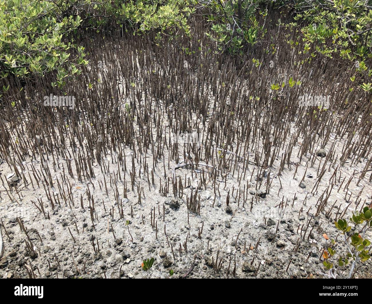 black mangrove (Avicennia germinans) Plantae Stock Photo - Alamy