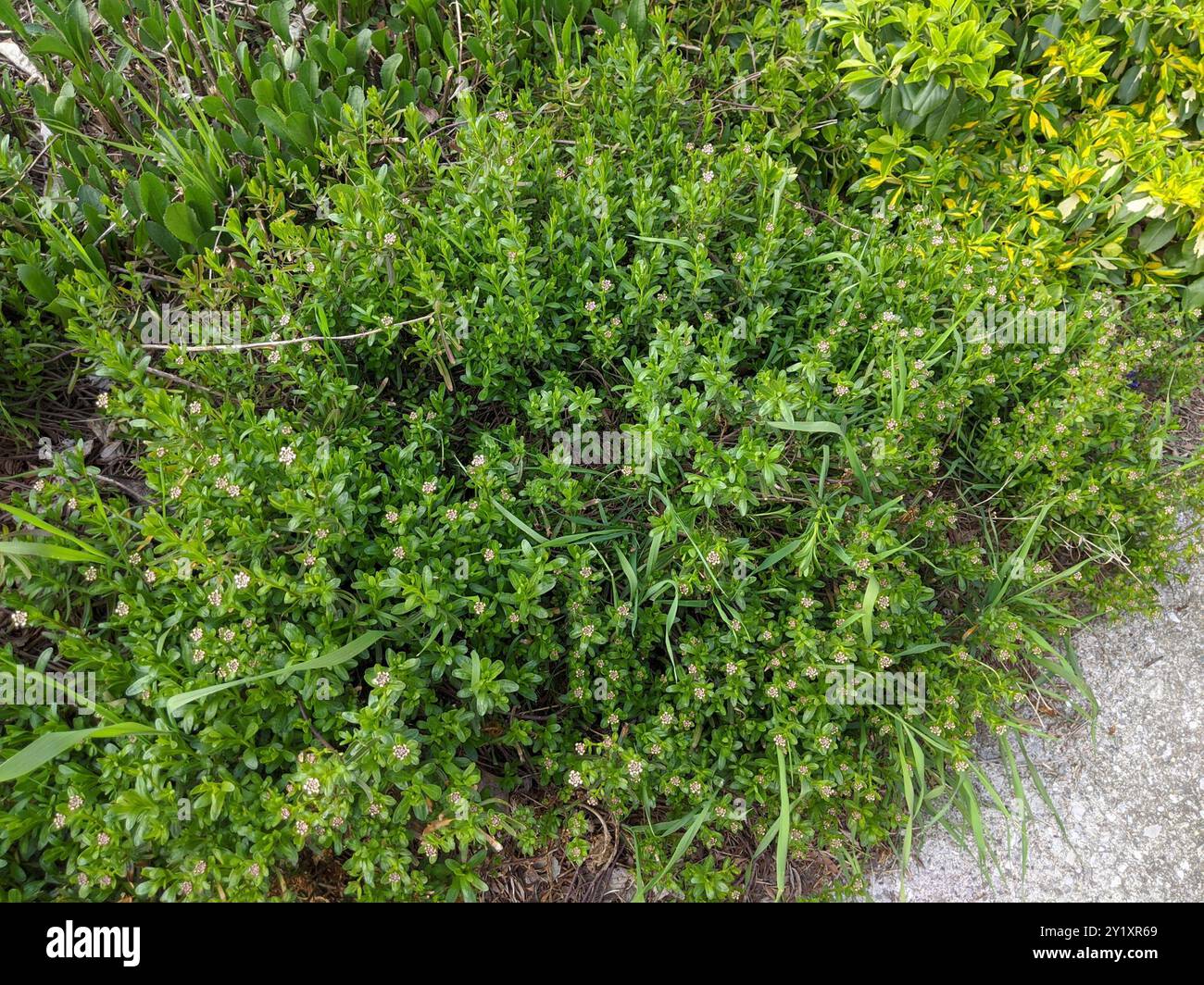 Perennial Candytuft (Iberis sempervirens) Plantae Stock Photo - Alamy