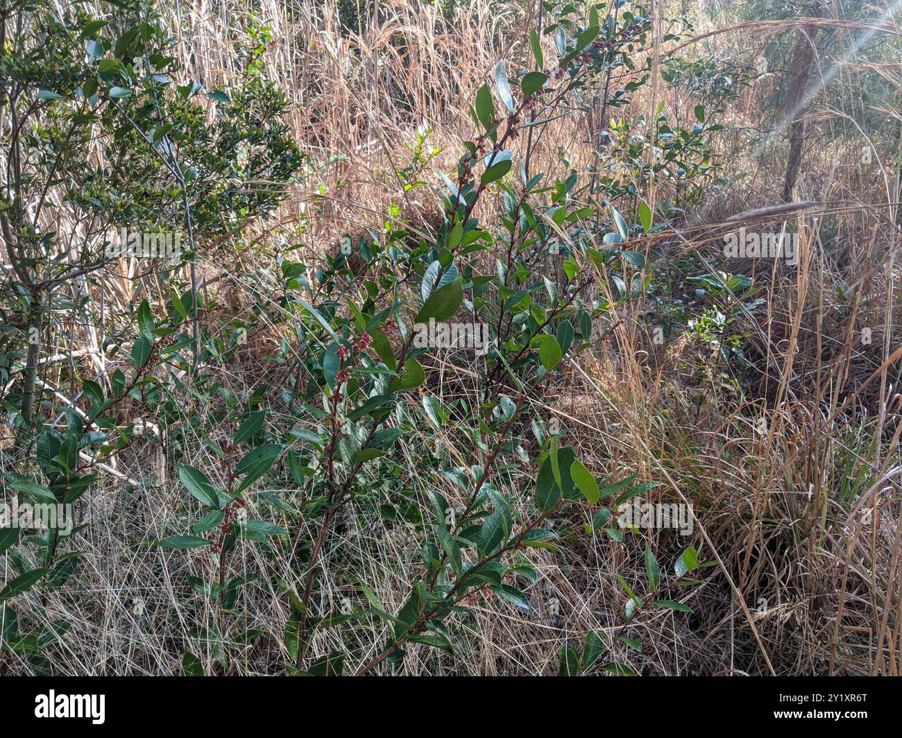 fetterbush lyonia (Lyonia lucida) Plantae Stock Photo - Alamy