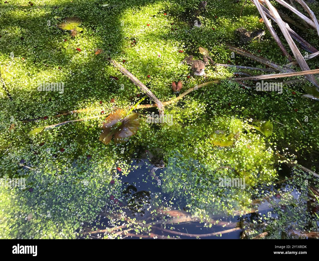 Pond Frogs (Rana) Amphibia Stock Photo - Alamy