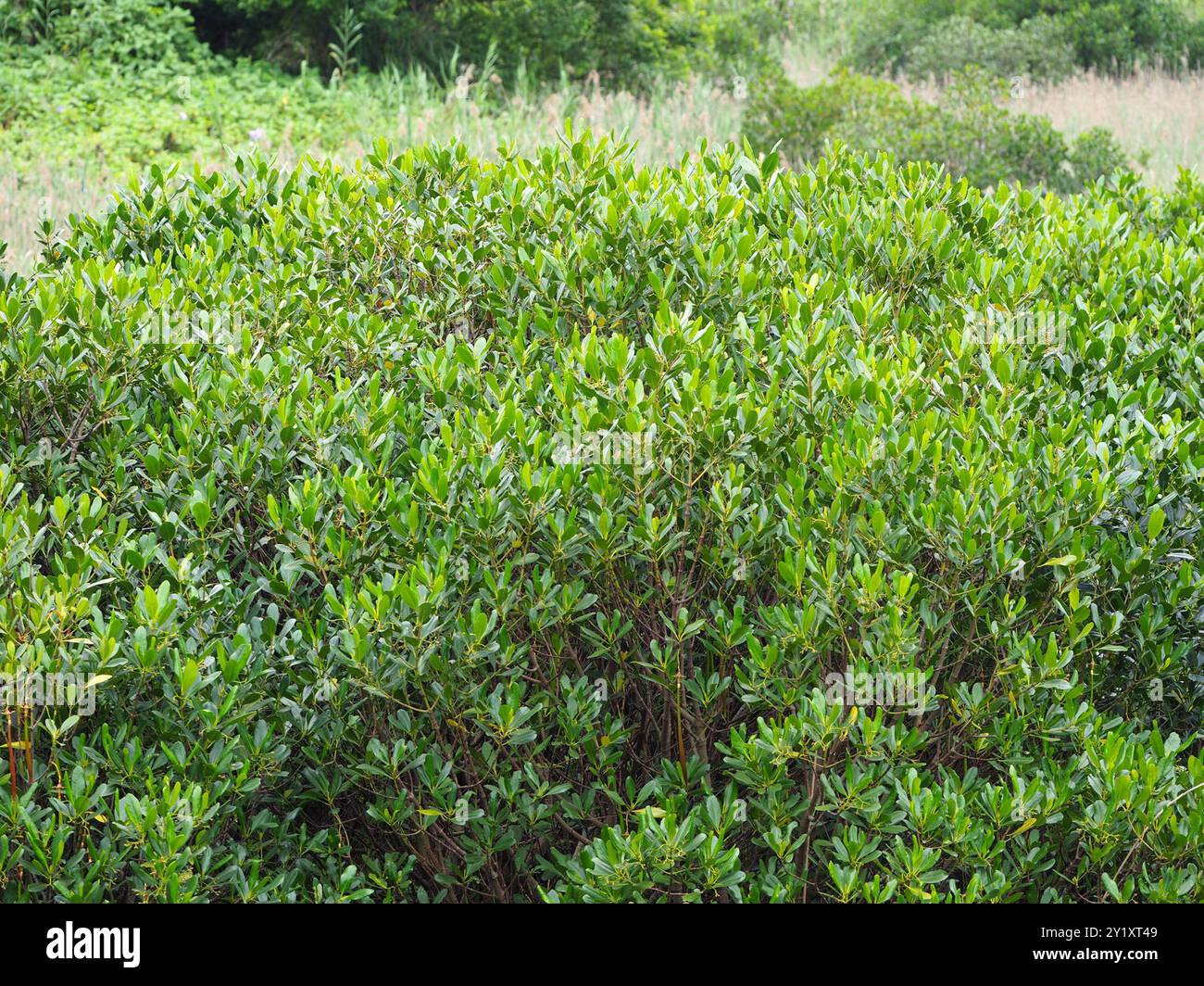 (Kandelia obovata) Plantae Stock Photo - Alamy