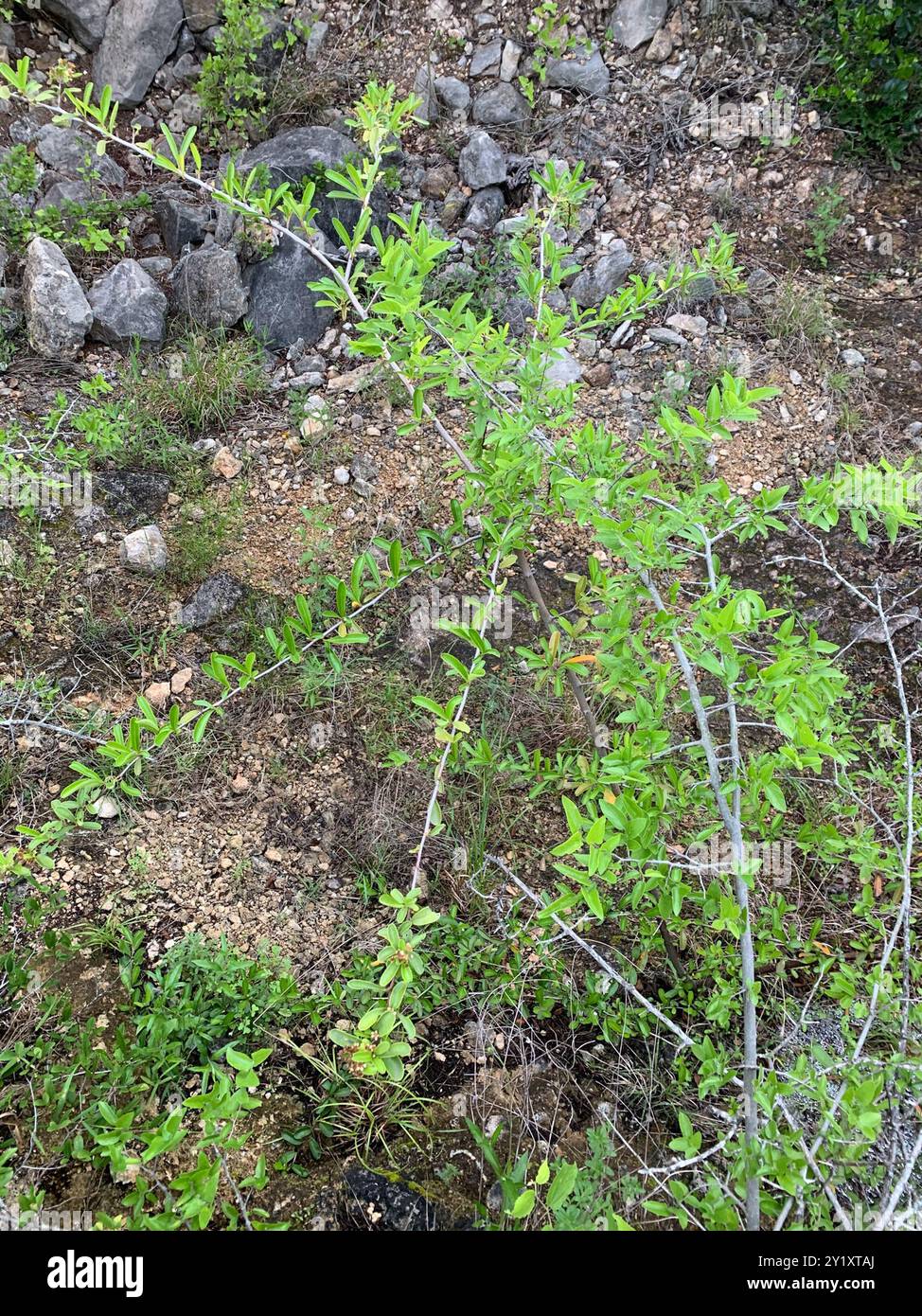 Gum bumelia (Sideroxylon lanuginosum) Plantae Stock Photo - Alamy