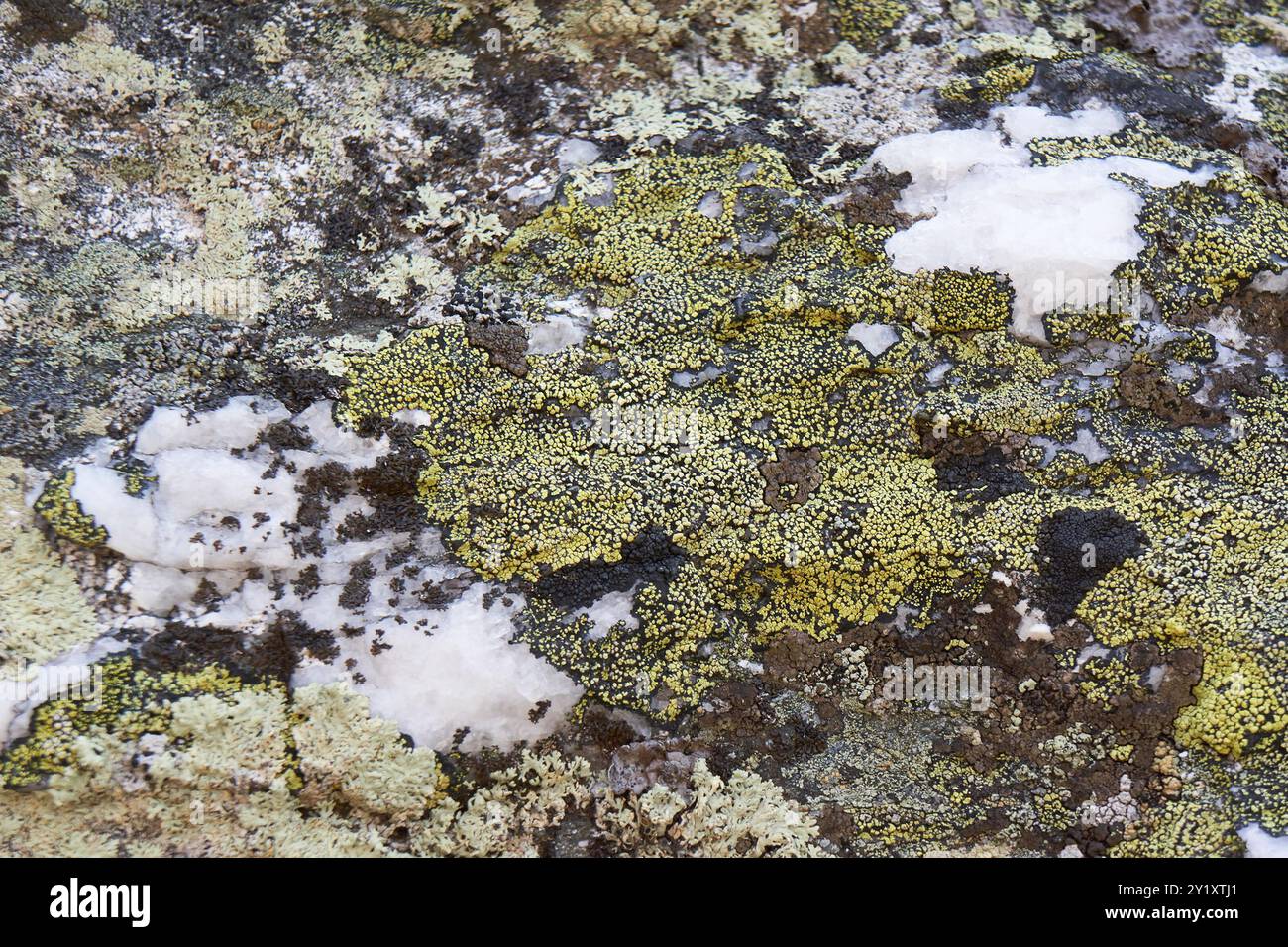 yellow map lichen (Rhizocarpon geographicum) Fungi Stock Photo - Alamy
