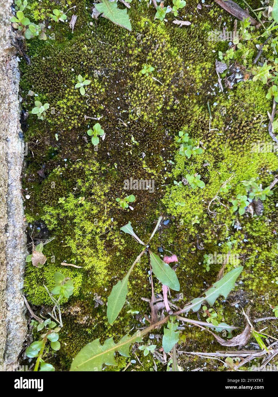Star Moss (Syntrichia ruralis) Plantae Stock Photo - Alamy