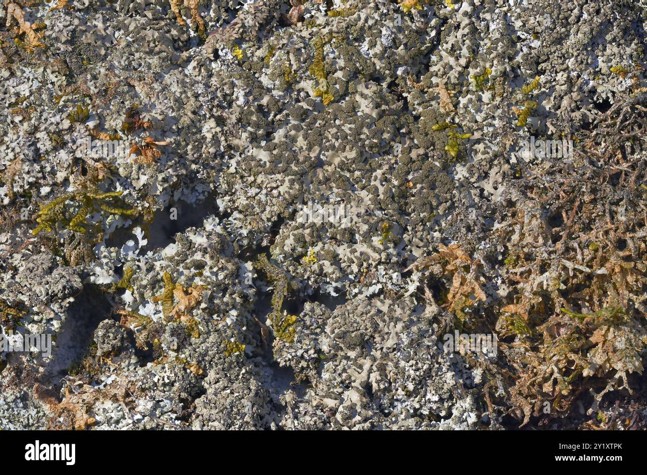 Powder tipped shadow lichen hi-res stock photography and images - Alamy