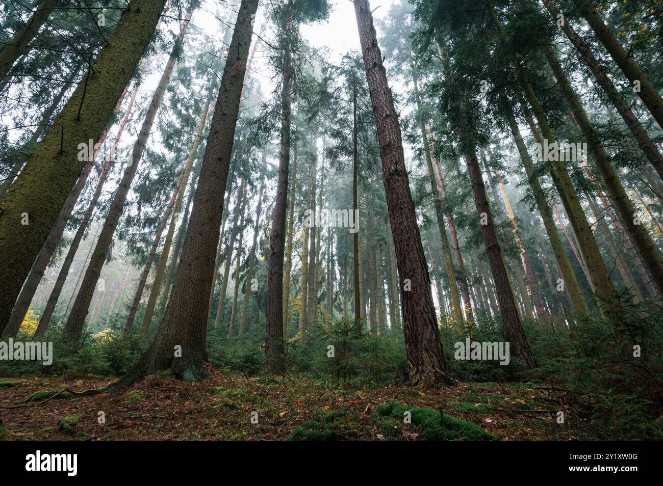 The scene captures a misty autumn day in a forest with tall trees. The ...