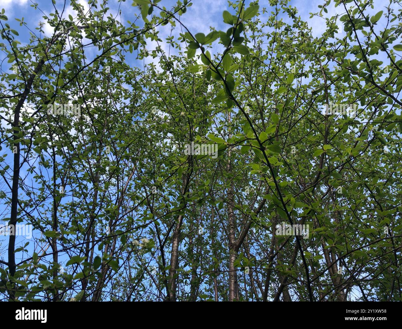 Bitter cherry (Prunus emarginata) Plantae Stock Photo - Alamy