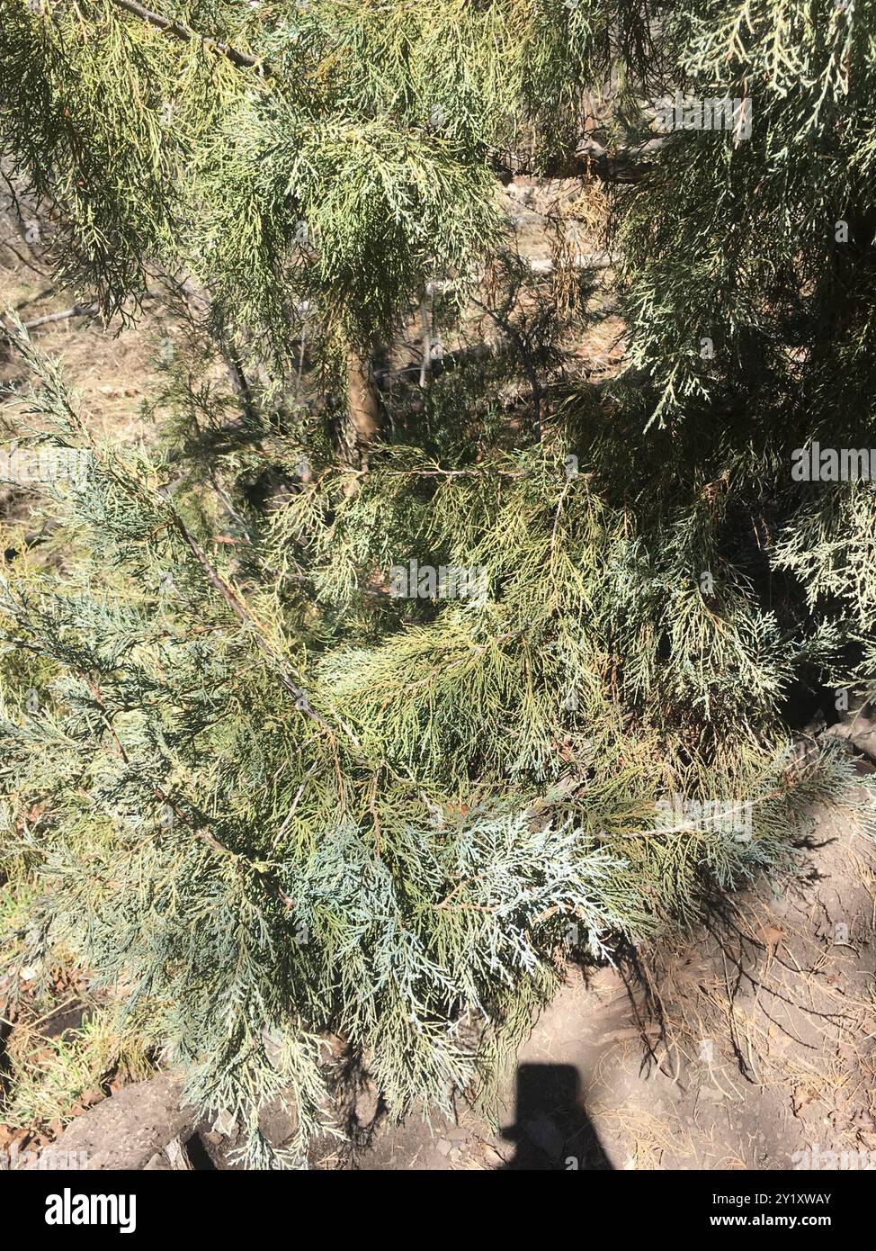 cypress family (Cupressaceae) Plantae Stock Photo - Alamy
