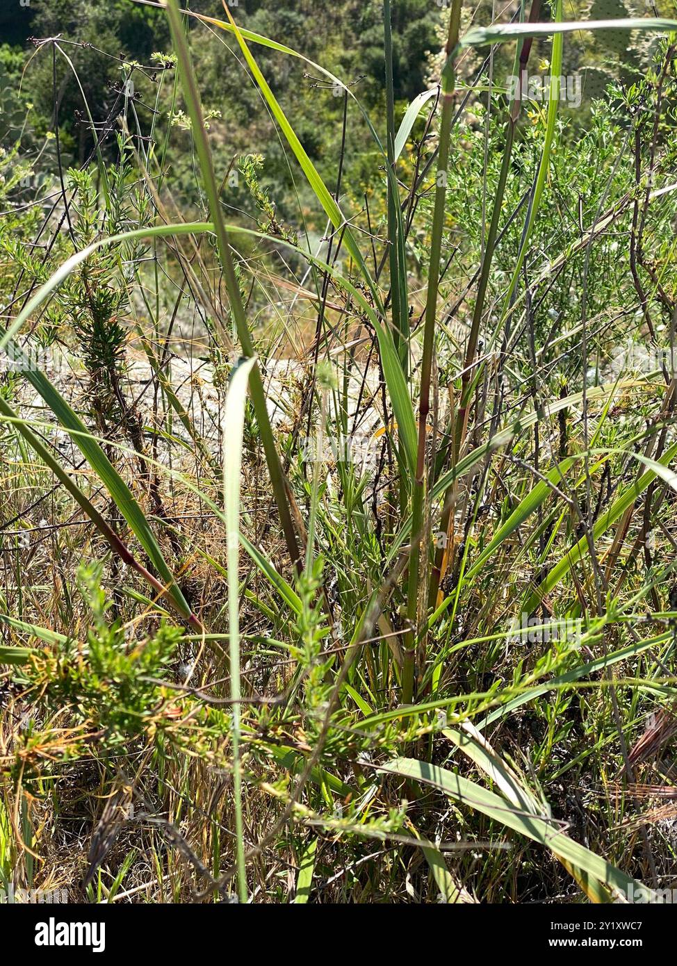 giant wild rye (Leymus condensatus) Plantae Stock Photo - Alamy
