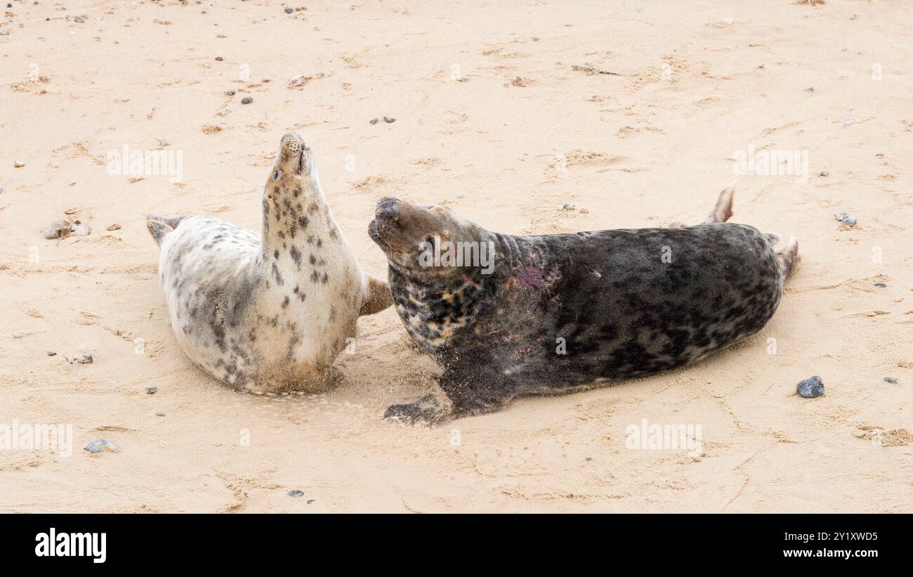 Male and female grey seals (Halichoerus grypus) mating on the beach in ...