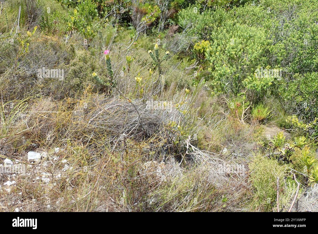 Salter (Saltera sarcocolla) Plantae Stock Photo - Alamy