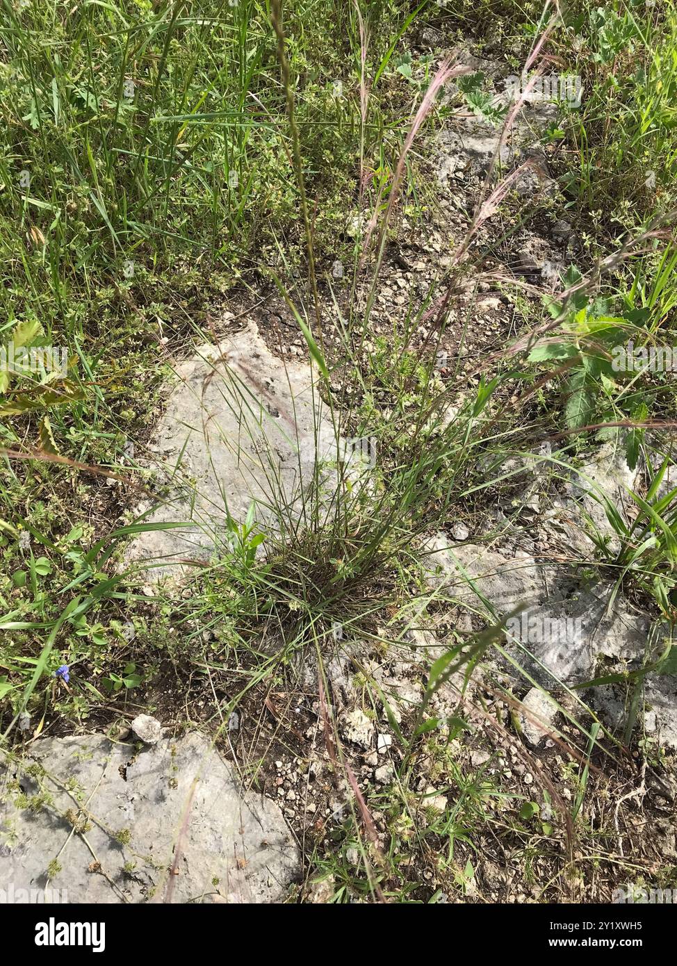 Purple Threeawn (Aristida purpurea) Plantae Stock Photo - Alamy