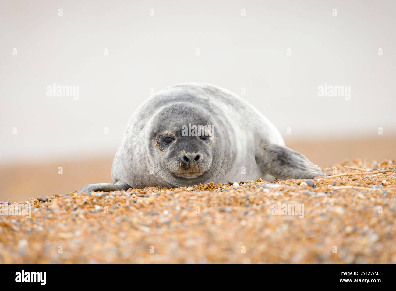 Grey seal pup (Halichoerus grypus) alone on a beach in winter. Seal ...